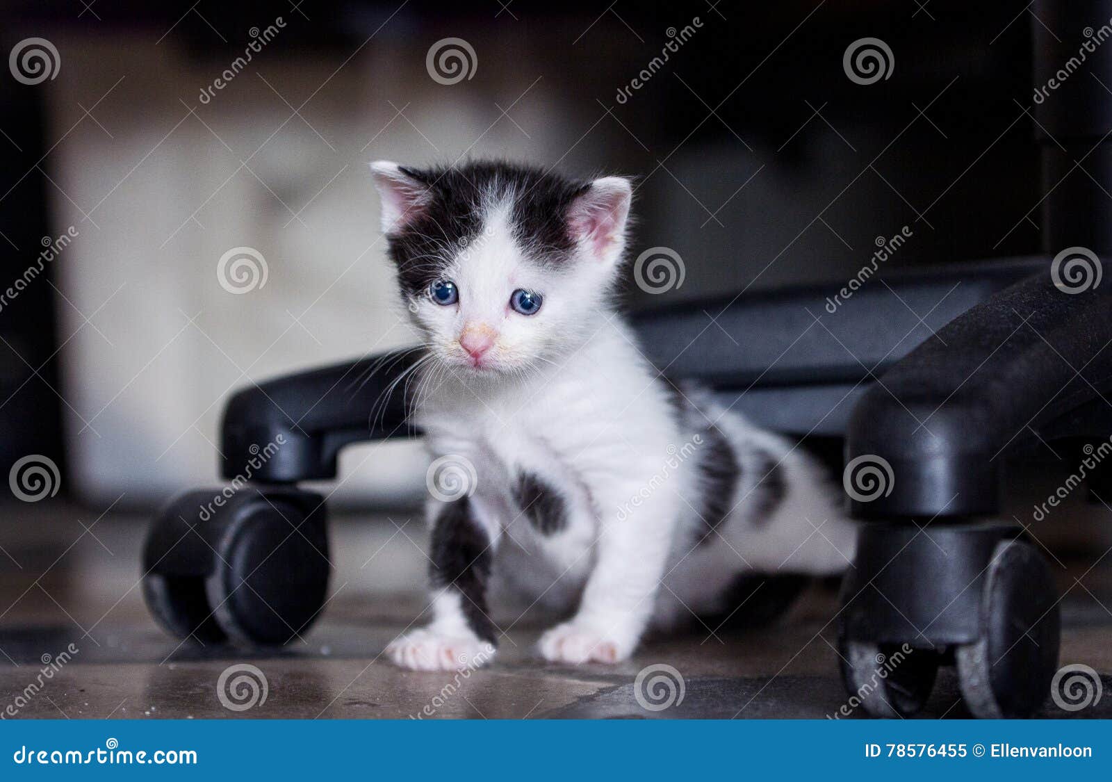 Black and white kitten stock image. Image of kitten, animals - 78576455