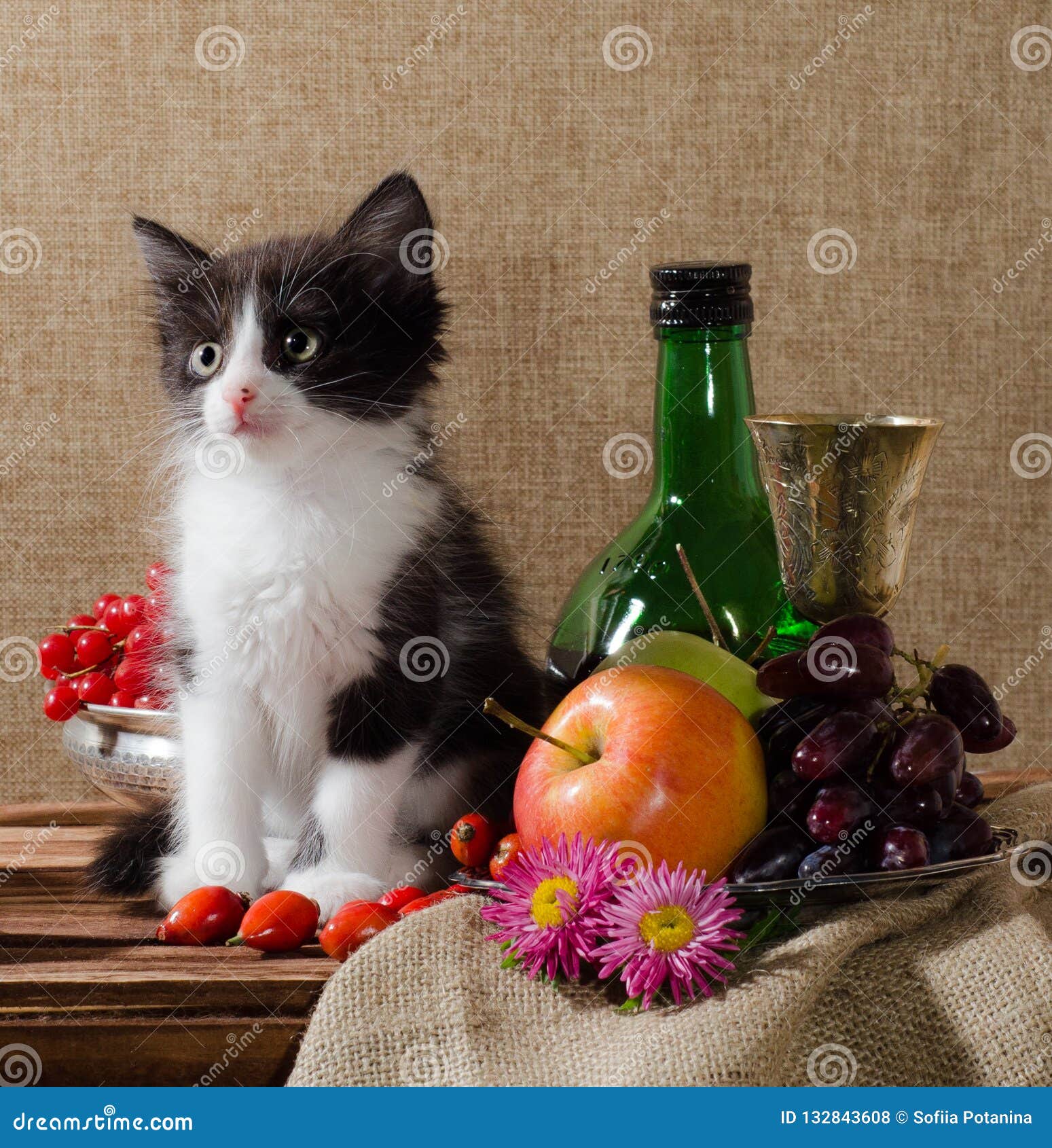 Black and White Kitten among Fruits Stock Photo - Image of black, agro ...
