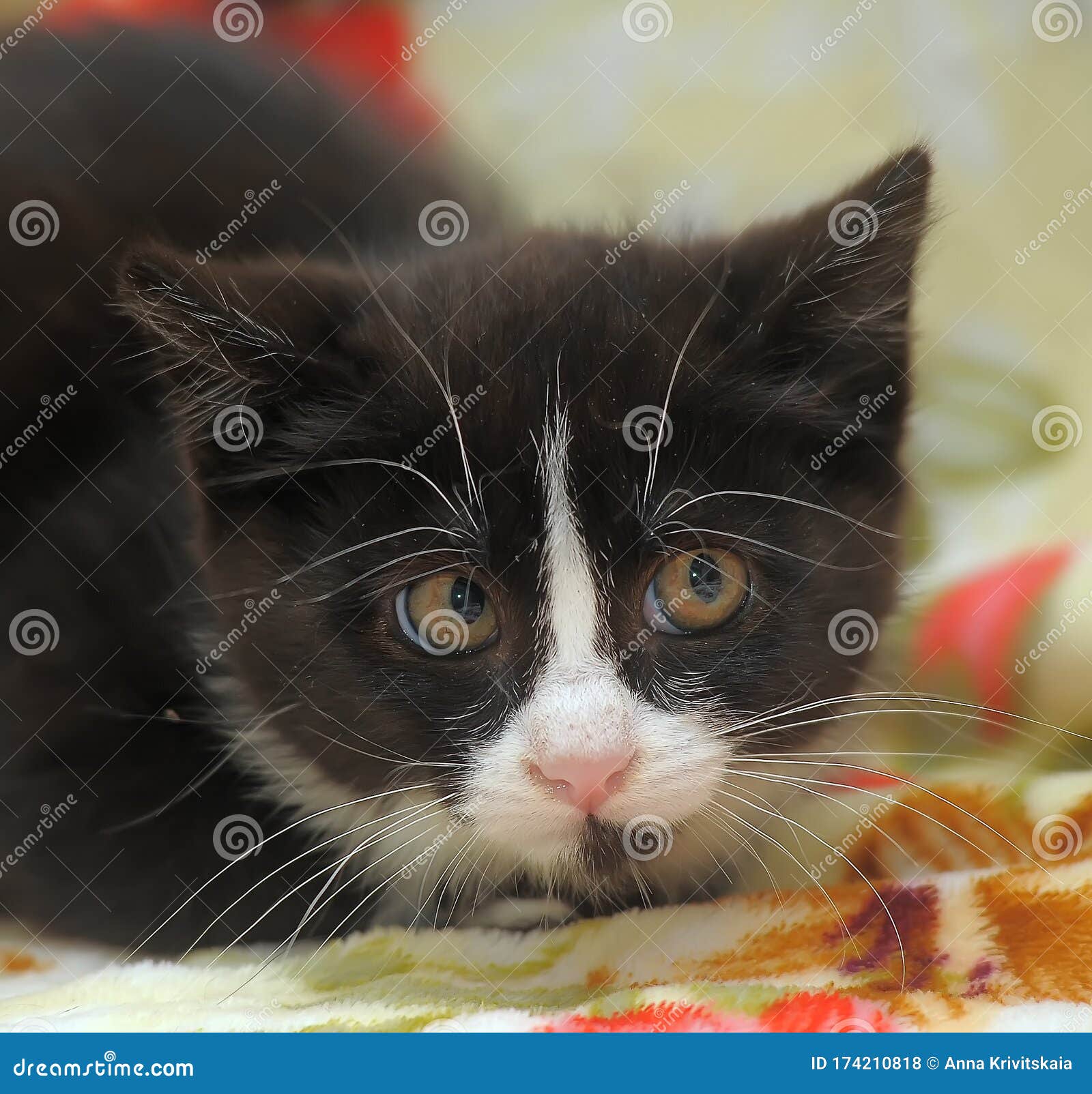 Little Cat Face And Eyes Contact Backgrounds Wallpaper Royalty-Free ...
