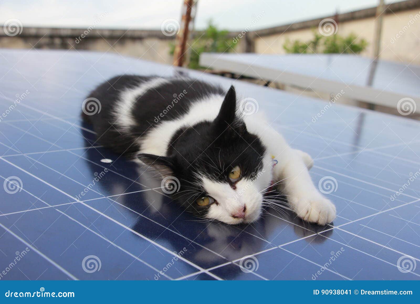 Cat Solar Panel Stock Photos - Free & Royalty-Free Stock Photos from ...