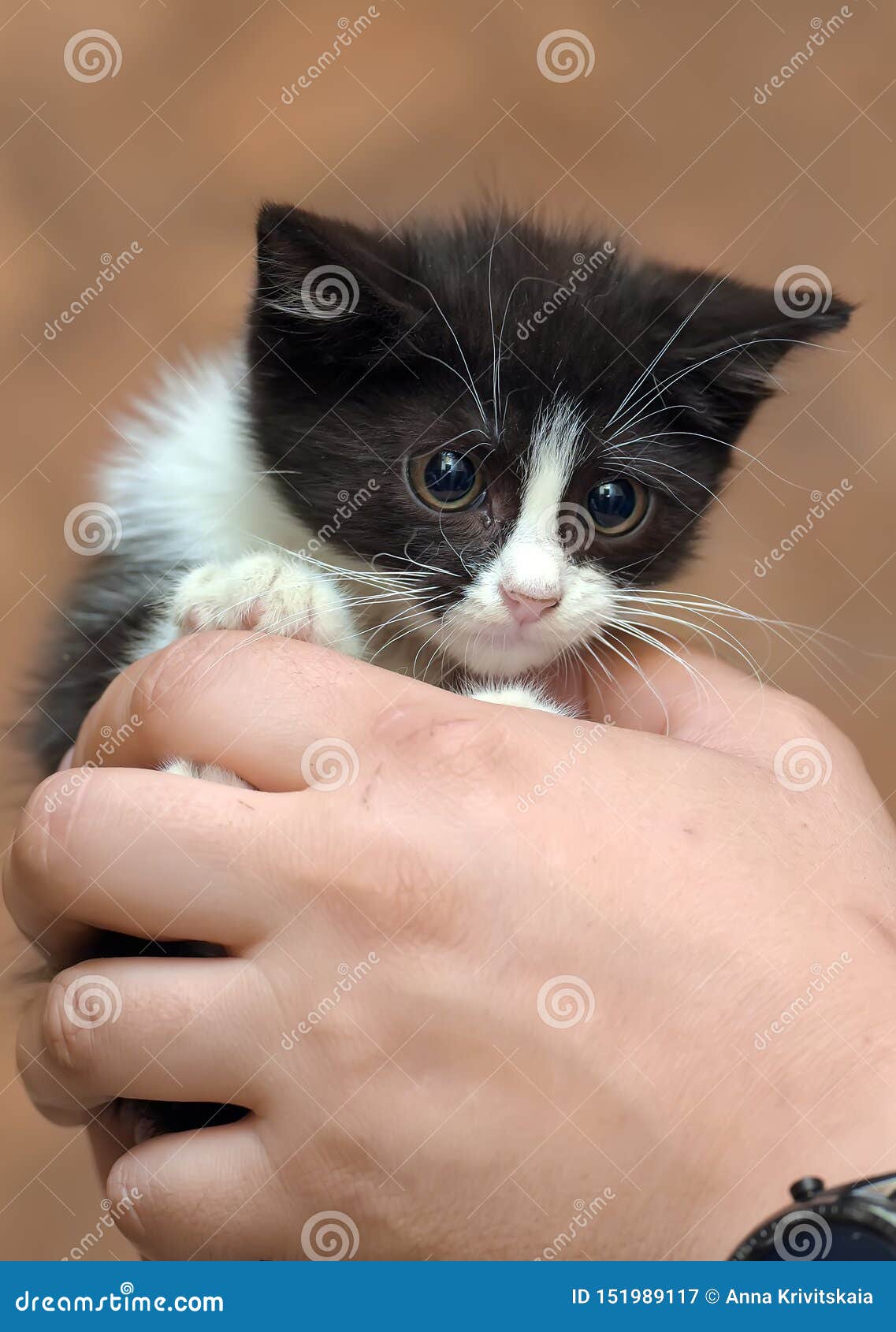 Black and White Kitten with a Scared Unhappy Little Face Stock Image ...