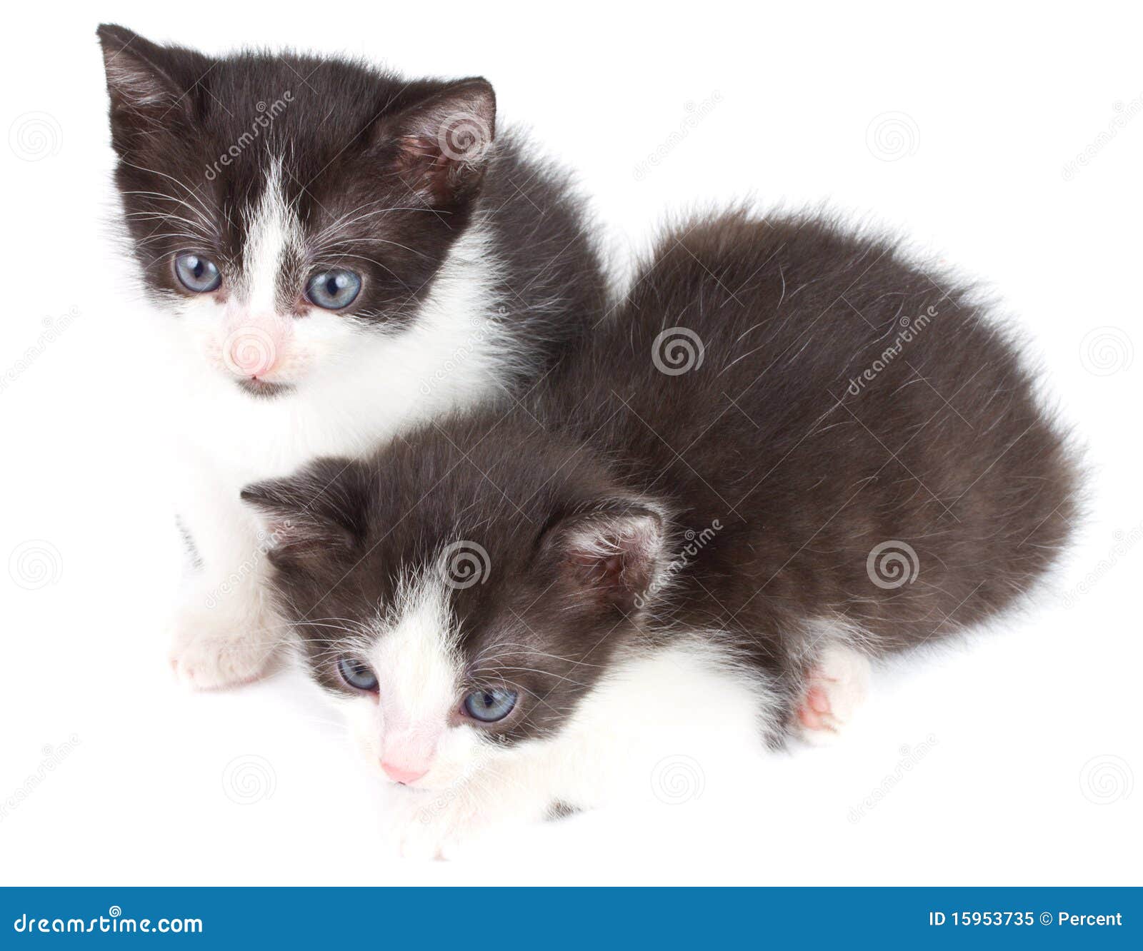 Black and white kittens stock image. Image of kitten - 15953735