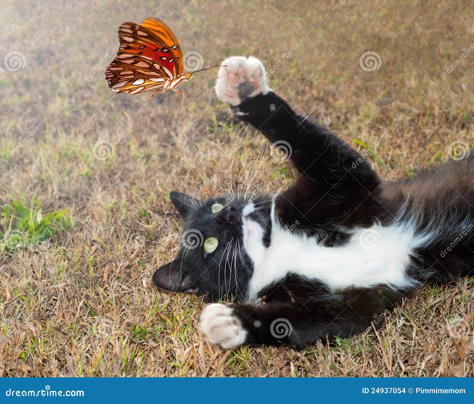 Black and White Kitty Cat Playing with a Butterfly Stock Photo - Image ...