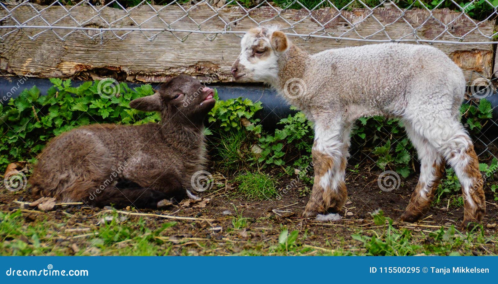 Small lambs on pasture stock image. Image of small, black - 115500295