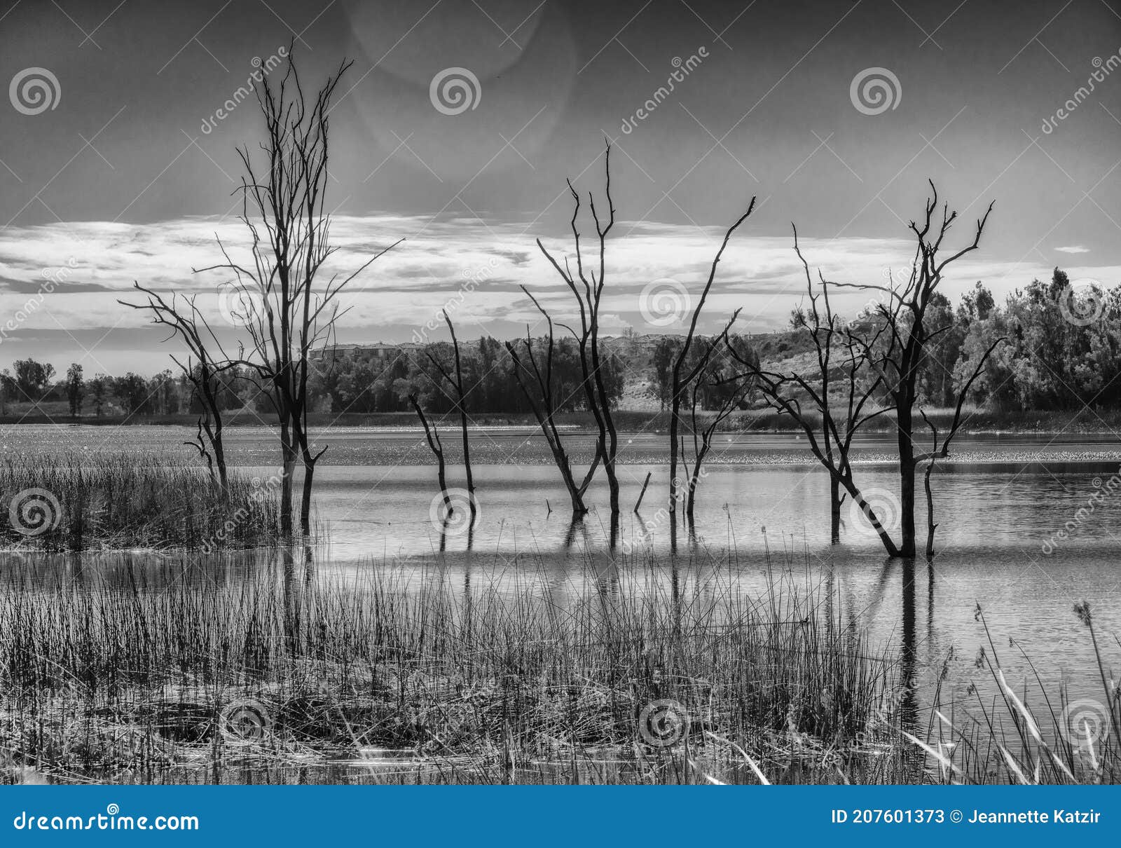 Black and White Landscape of Dead Trees in a Lake Stock Image - Image ...