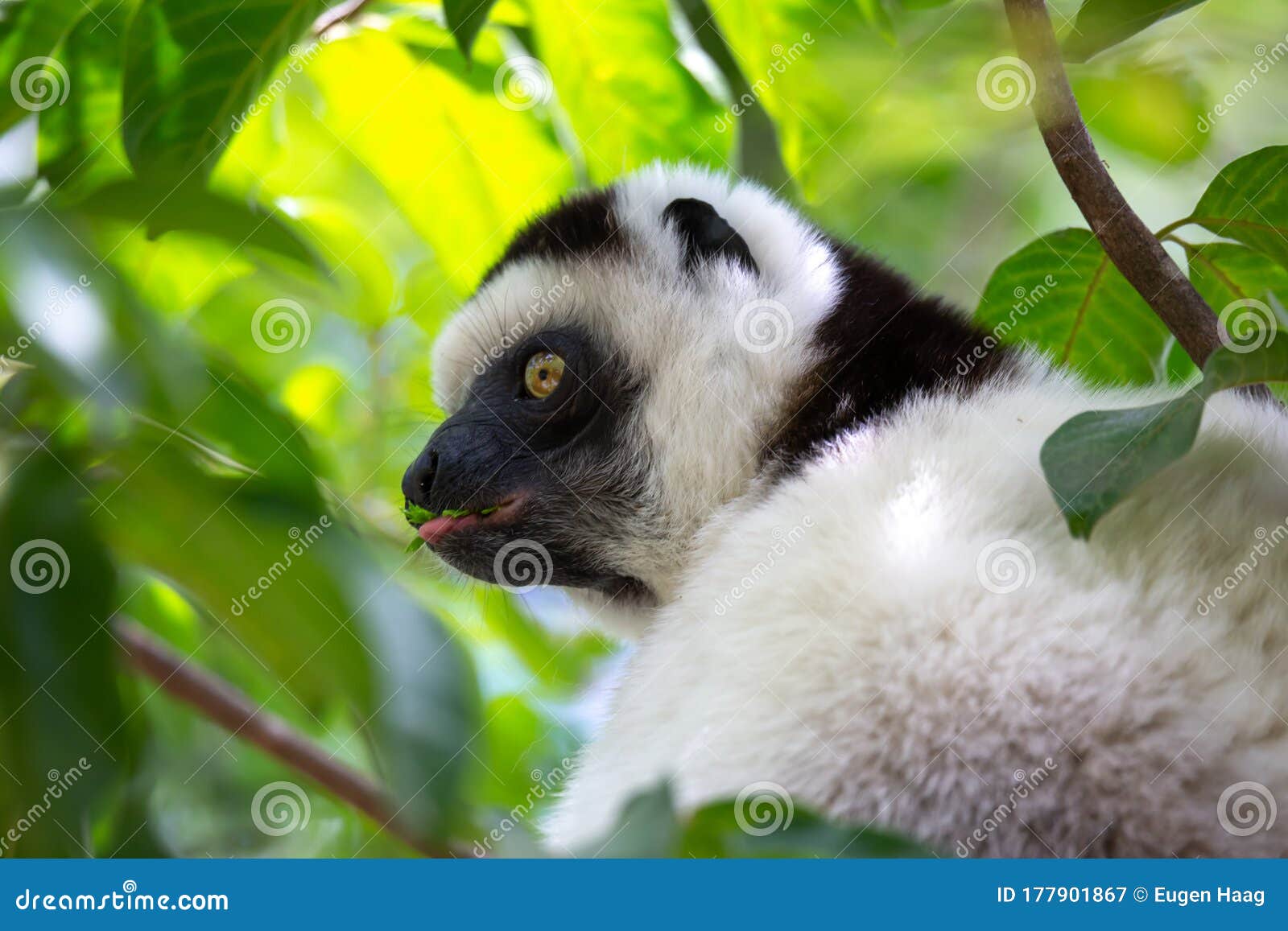 A Black and White Lemur Sits in the Crown of a Tree, Vari, Sifaka Stock ...