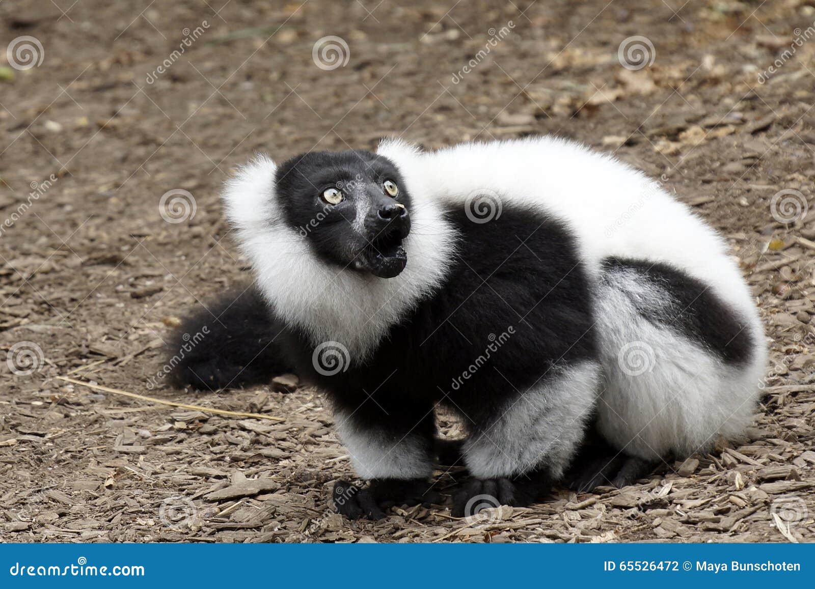 Black and white lemur vari stock photo. Image of curiosity - 65526472