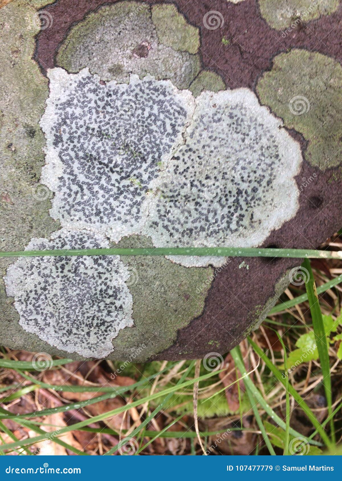 Black and White Lichen in the Rock Stock Image - Image of fungi ...
