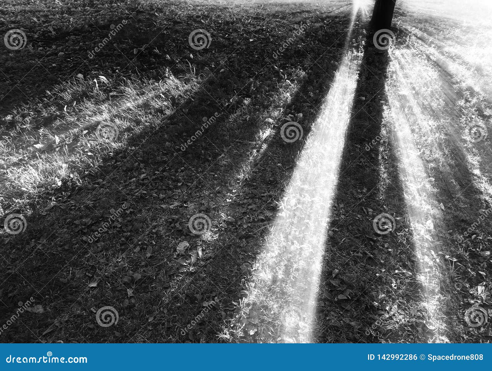 3,611 Black Rays Background Forest Photos - Free & Royalty-Free Stock ...