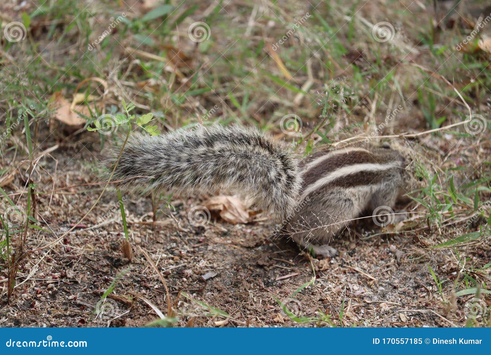 Black and White Line Squirrel in Meadow Stock Image - Image of brown ...