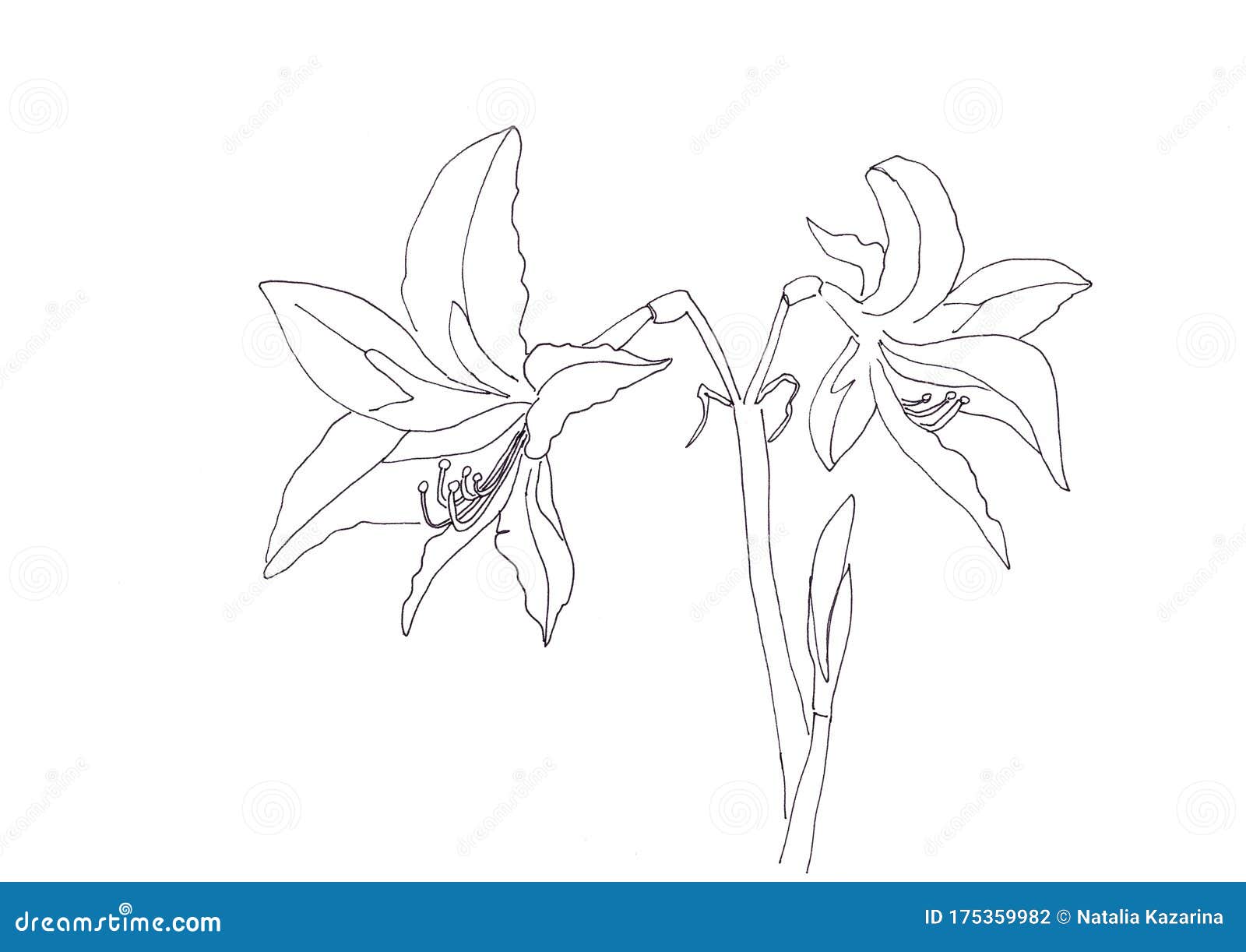 Black and White Linear Graphic Drawing Large Amaryllis Flowers Stock ...