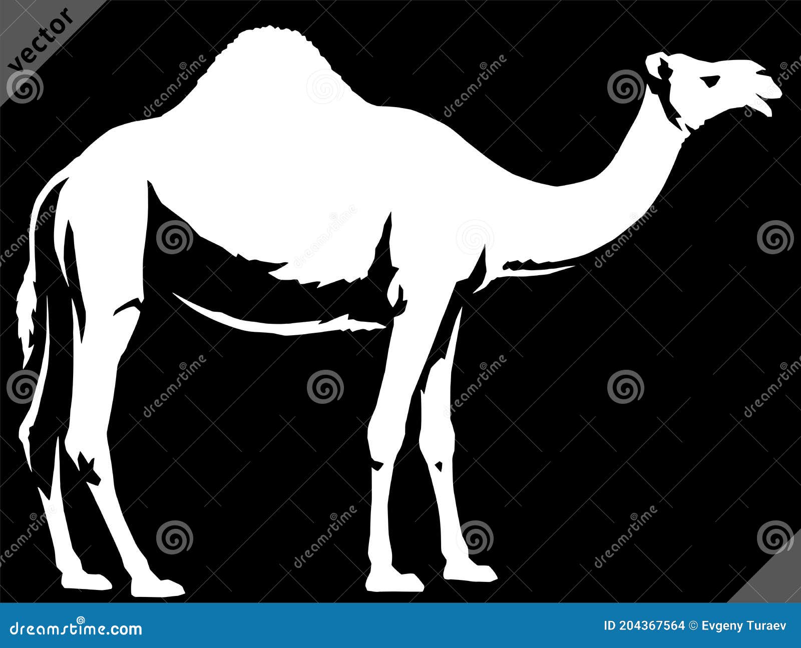How To Draw Camel Step By Step Cartoon Illustration With White ...