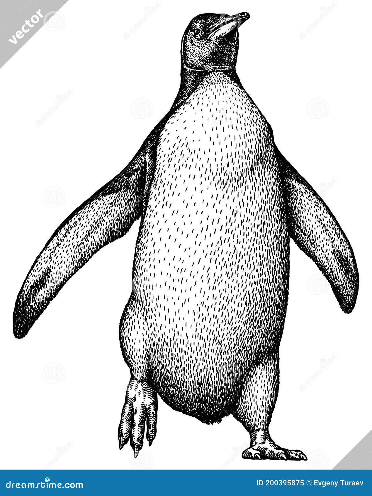 Black and White Linear Paint Draw Penguin Vector Illustration Stock ...