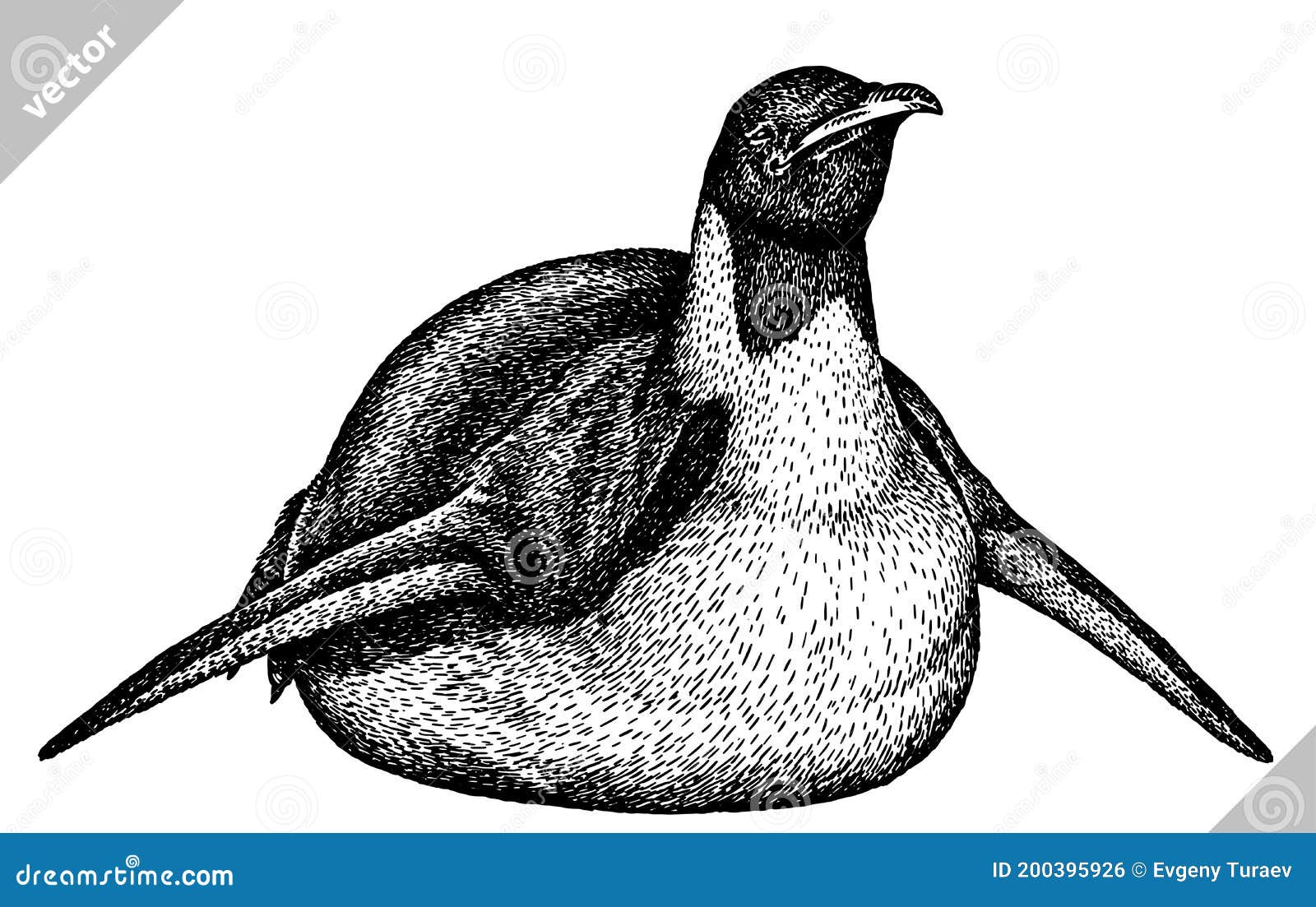 Black and White Linear Paint Draw Penguin Vector Illustration Stock ...