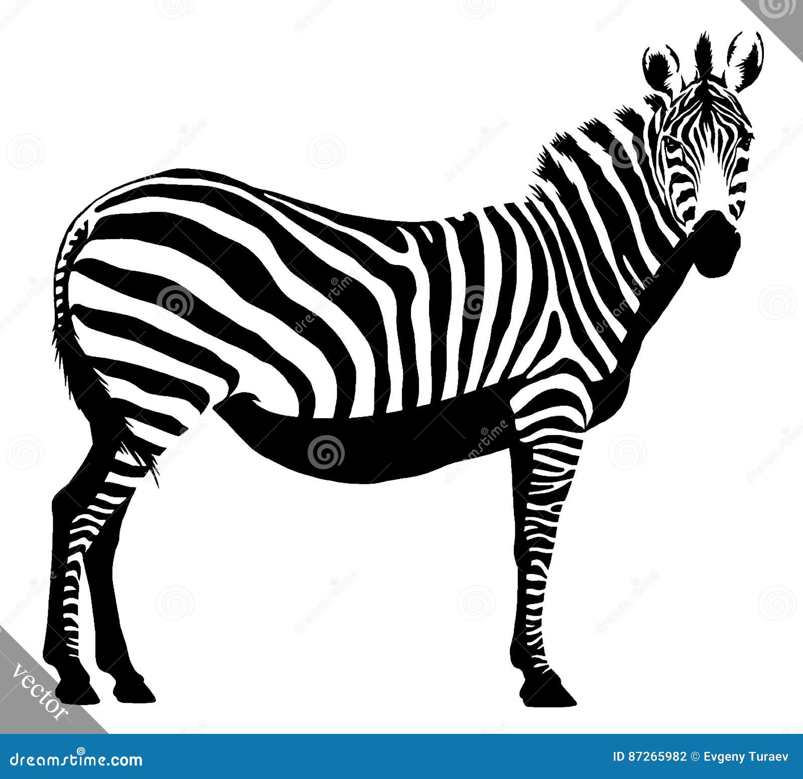 Black and White Linear Paint Draw Zebra Vector Illustration Stock ...