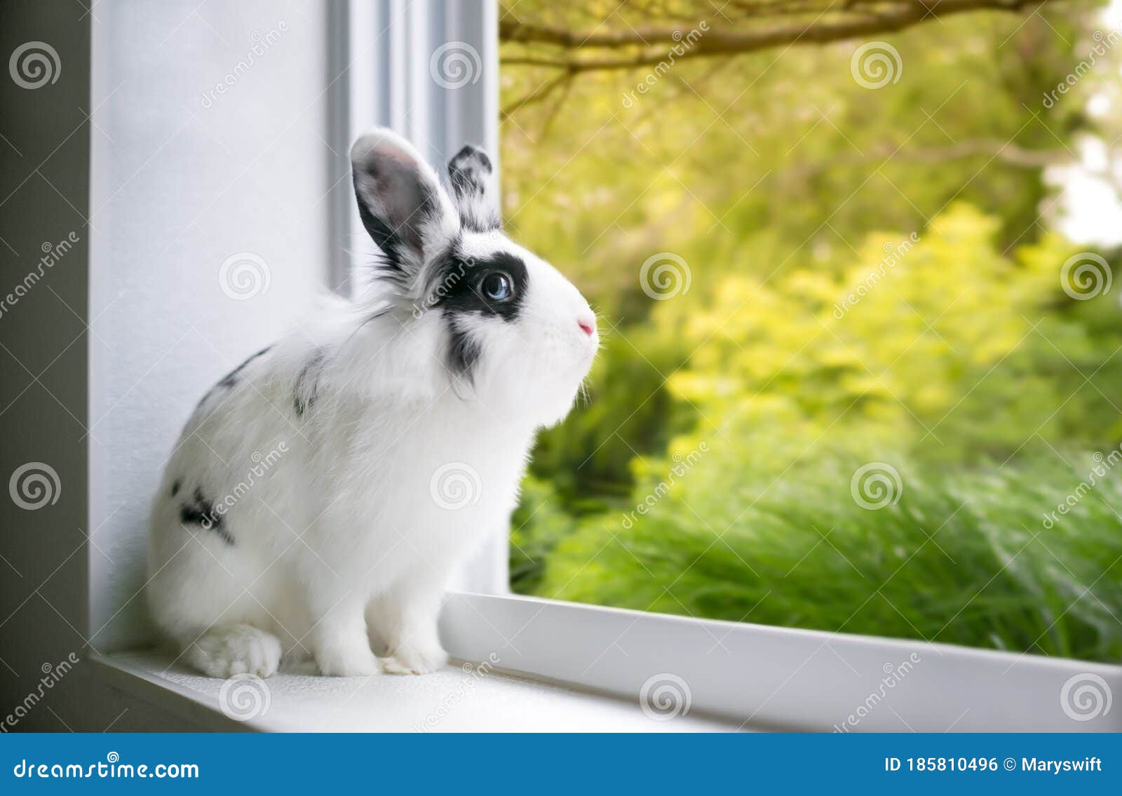 A Black and White Lionhead Mixed Breed Rabbit Stock Photo - Image of ...
