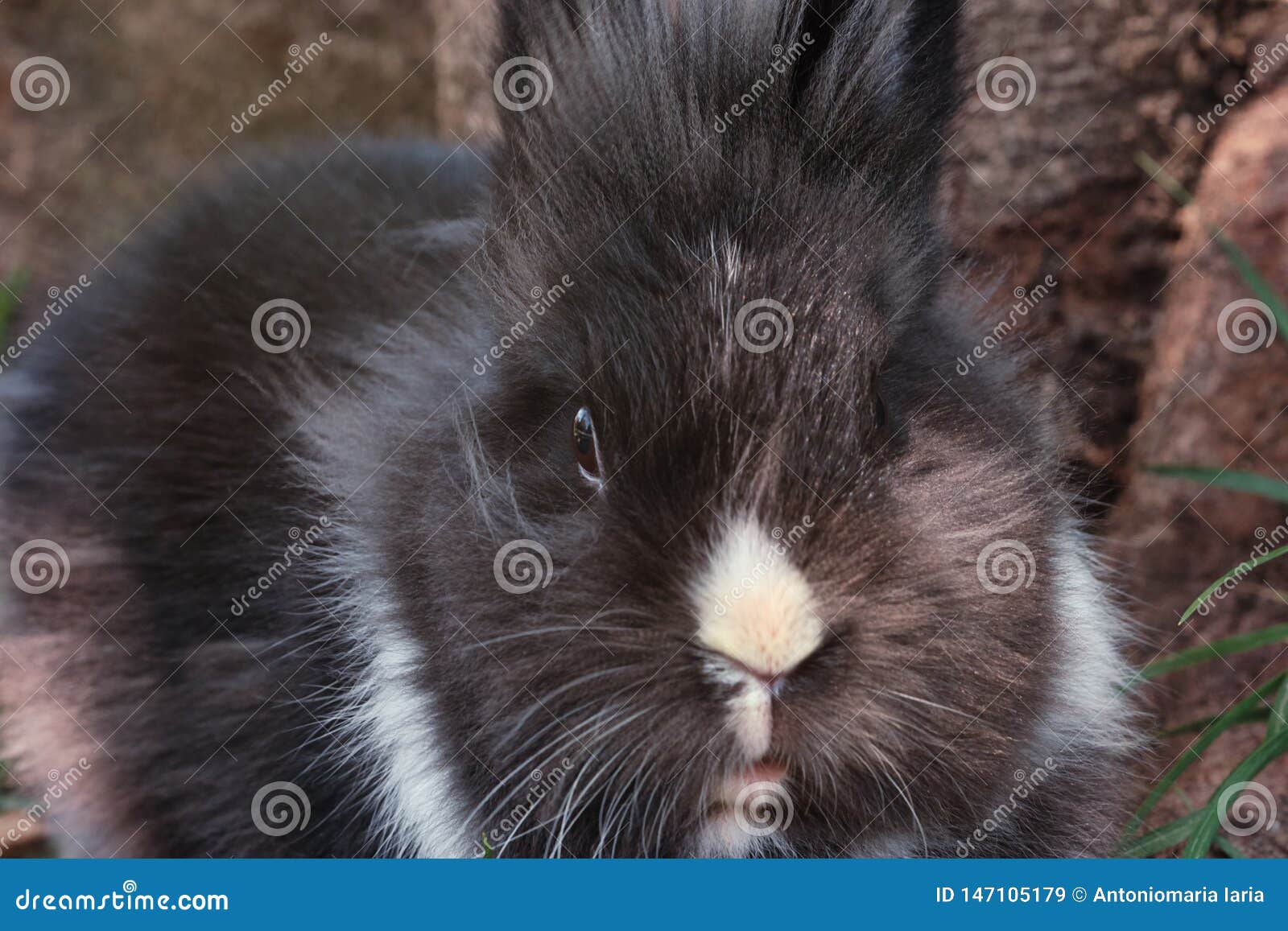 Black and White Lionhead Rabbit Stock Image - Image of looking, animal ...