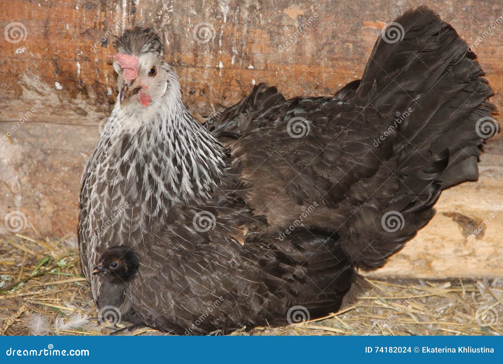 Black White Little Black Hen Chicken Hidden Feathers Stock Photos ...