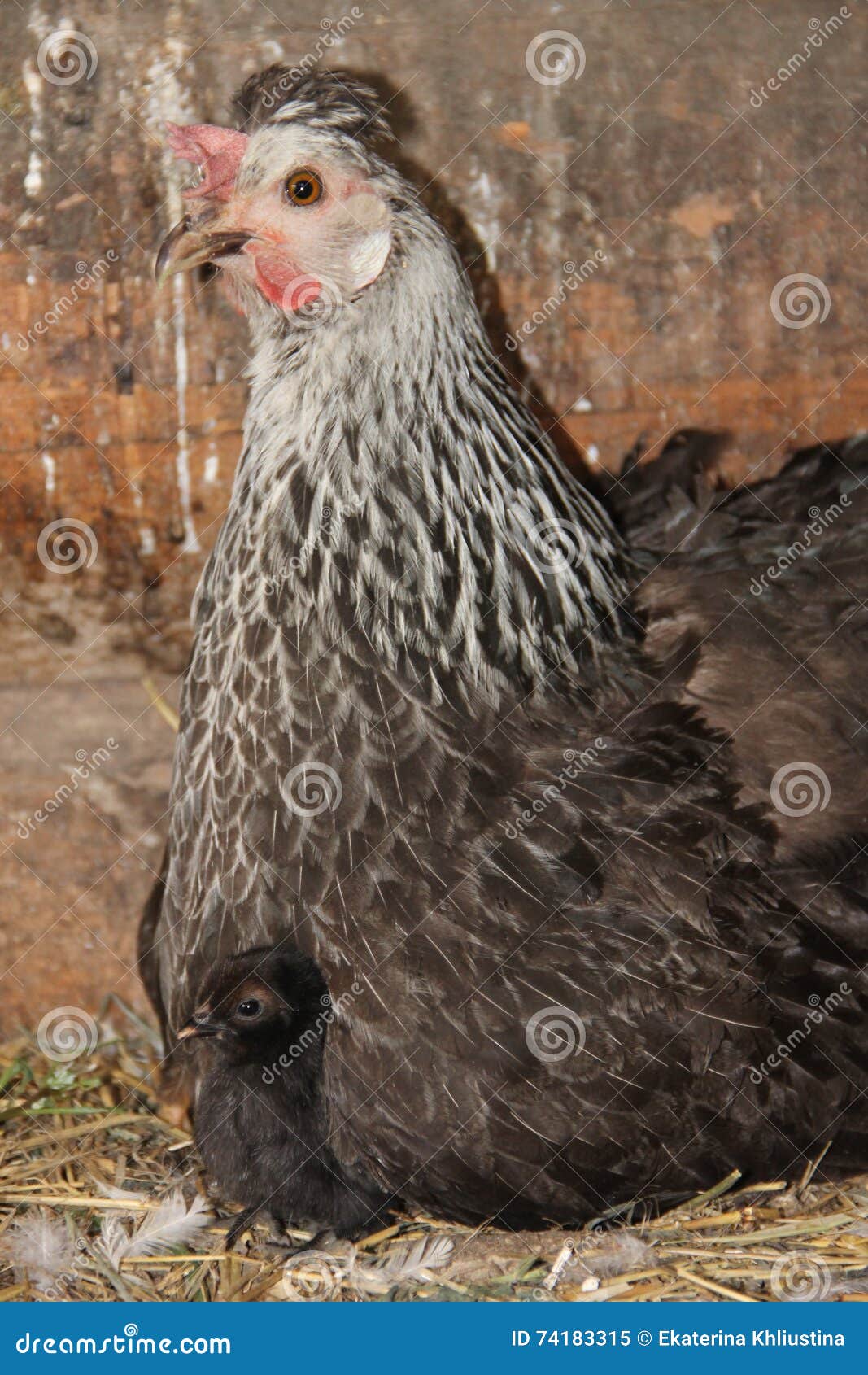 Black and White with Little Black Hen Chicken Hidden in Feathers Stock ...