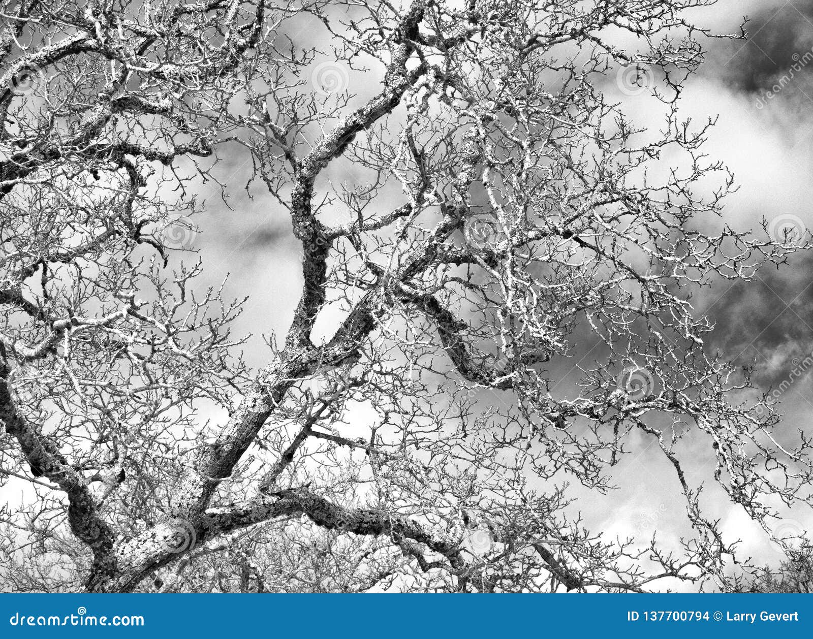 Live Oak Tree Limbs Stock Photography | CartoonDealer.com #137700794