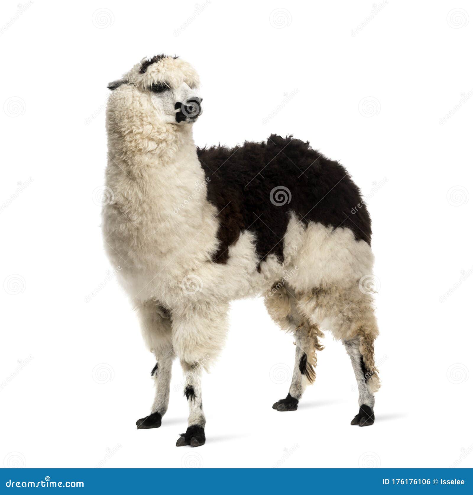Black and White Llama Standing, Isolated Stock Photo - Image of glama ...