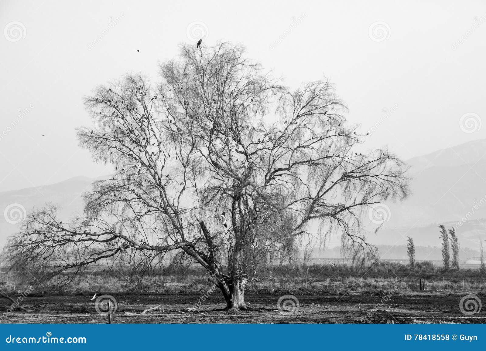 Black and White Lone Tree stock photo. Image of bare - 78418558