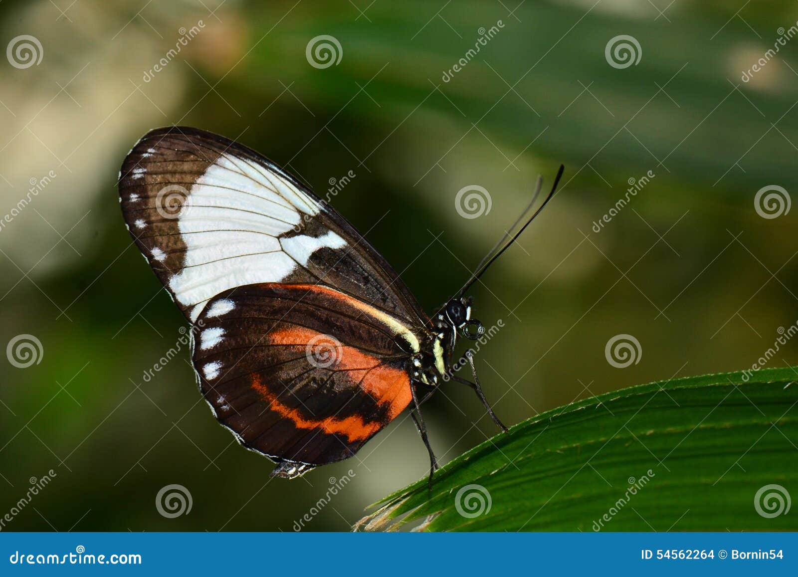 Black and White Long Wing Butterfly Lands in the Gardens Stock Photo ...