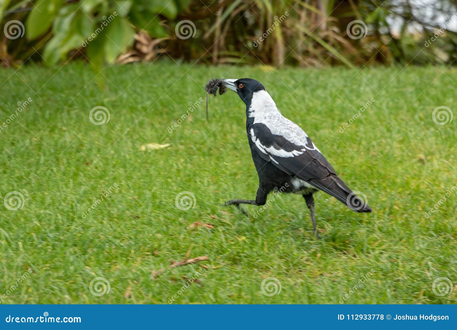 Black and White Magpie stock photo. Image of field, avian - 112933778