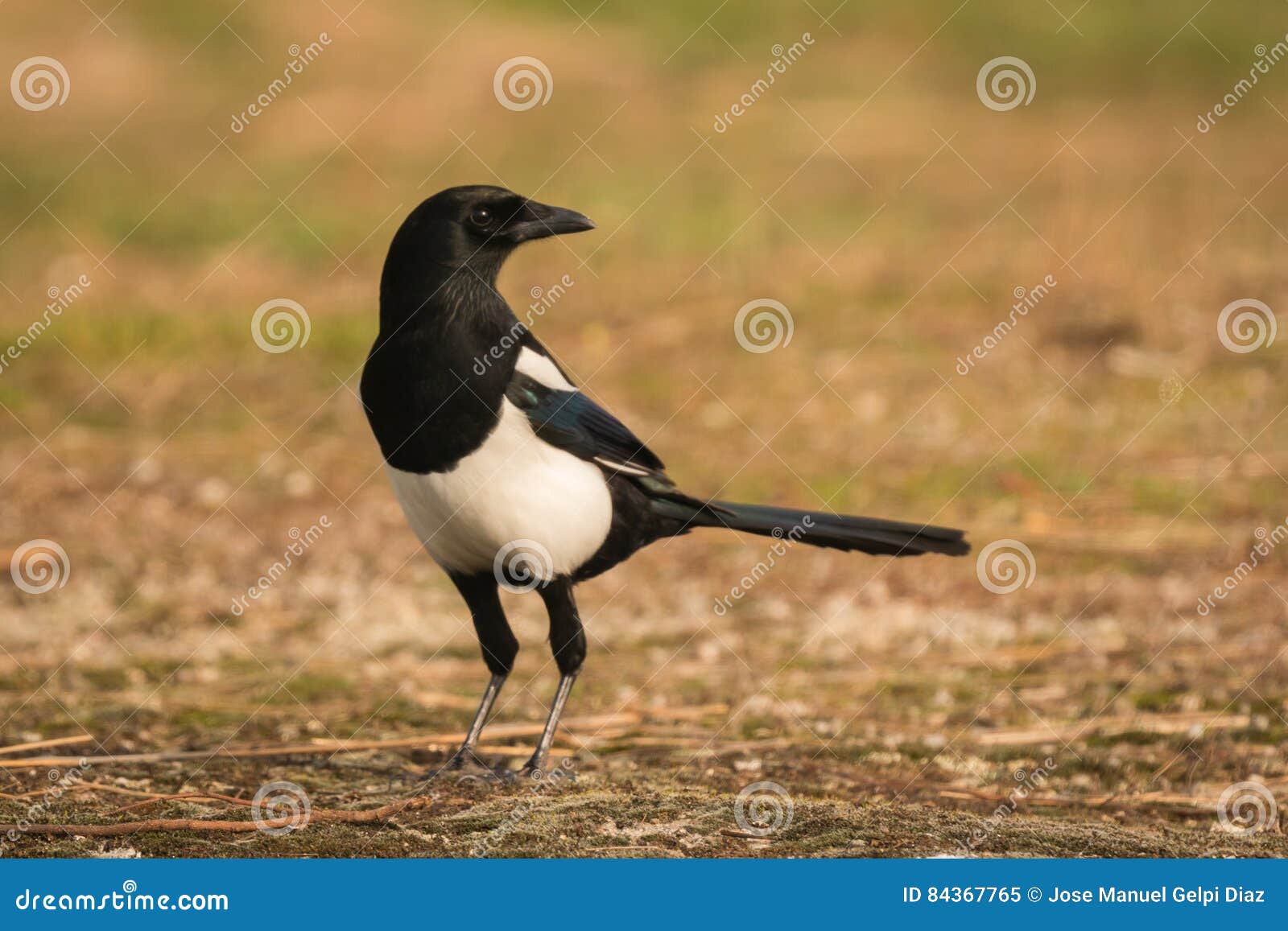 Black and white magpie stock image. Image of beak, branch - 84367765