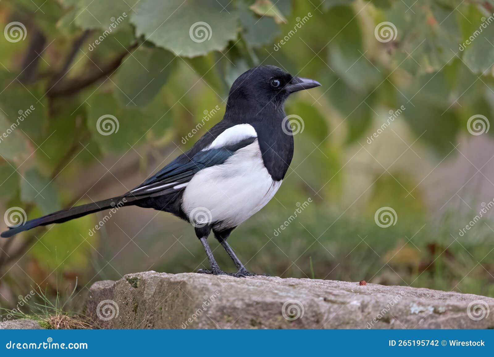 Black and White Magpie Perching on Rock Stock Photo - Image of ...