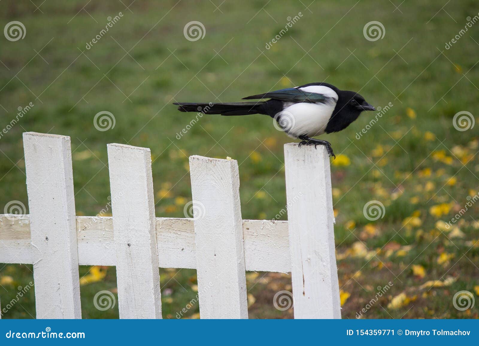 Black and White Magpie on the Rustic Fence Stock Image - Image of ...