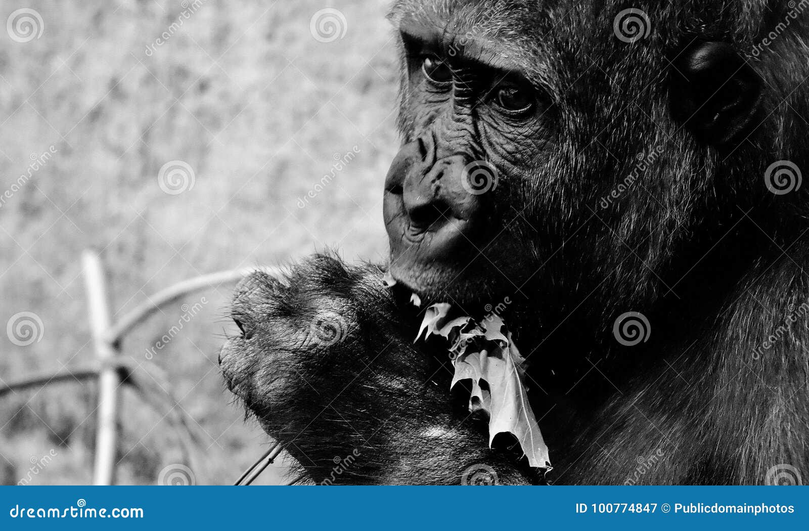 Black And White, Mammal, Great Ape, Primate Picture. Image: 100774847