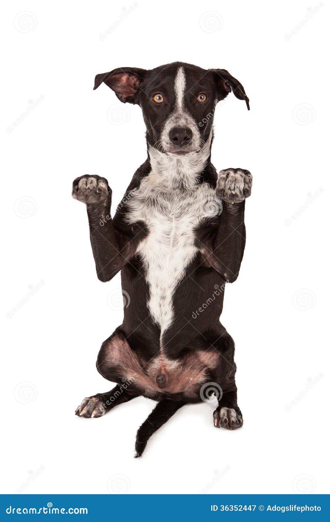 Black and White Mixed Breed Dog Begging Stock Image - Image of breed ...