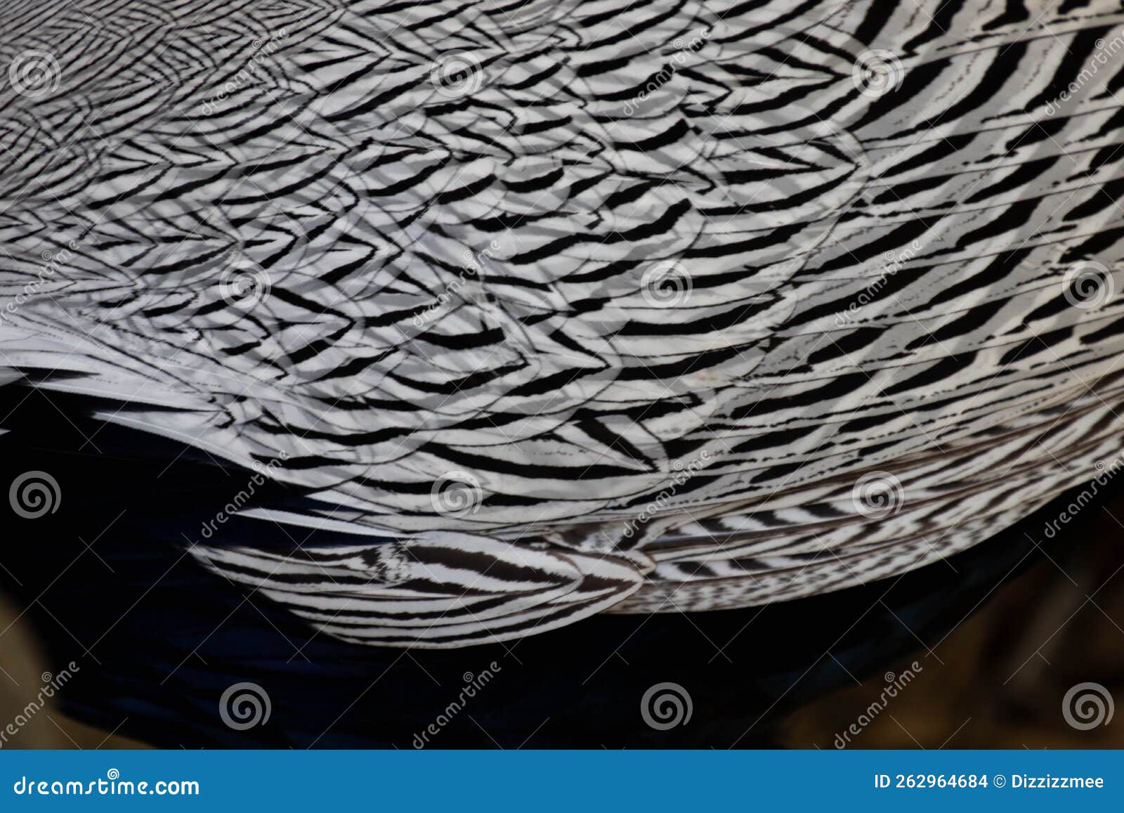 Pattern of Male Silver Pheasant`s Feathers Stock Photo - Image of ...