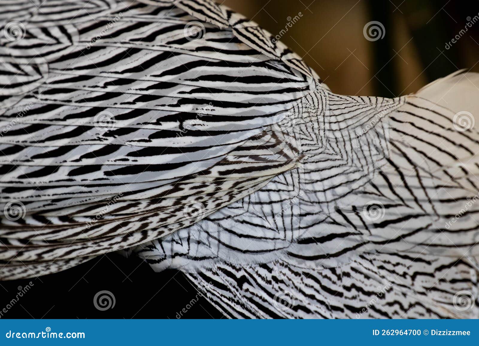 Pattern of Male Silver Pheasant`s Feathers Stock Photo - Image of ...