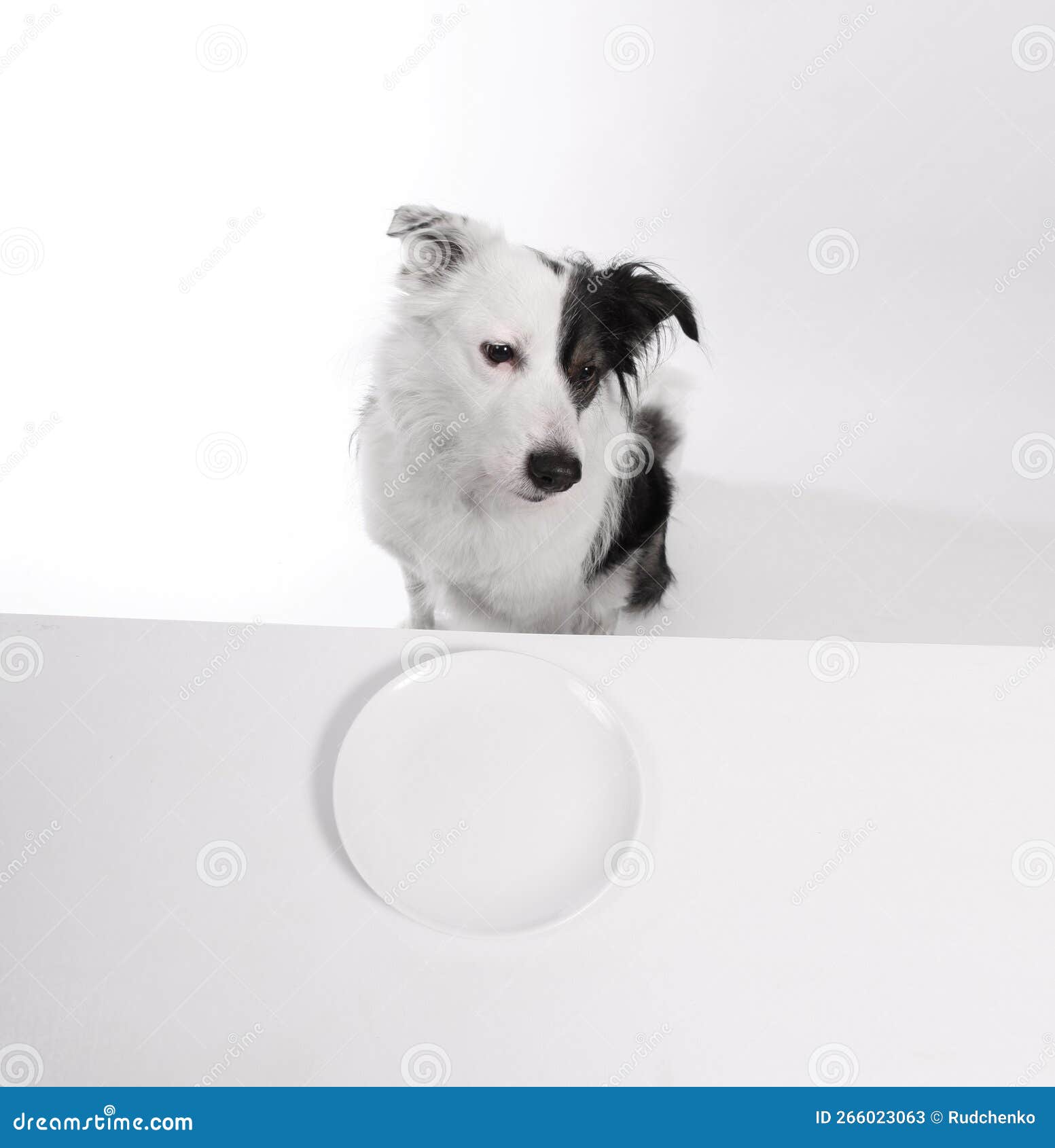 Black and White Mongrel Sad and Hangry Dog Looking at an Empty Plate ...