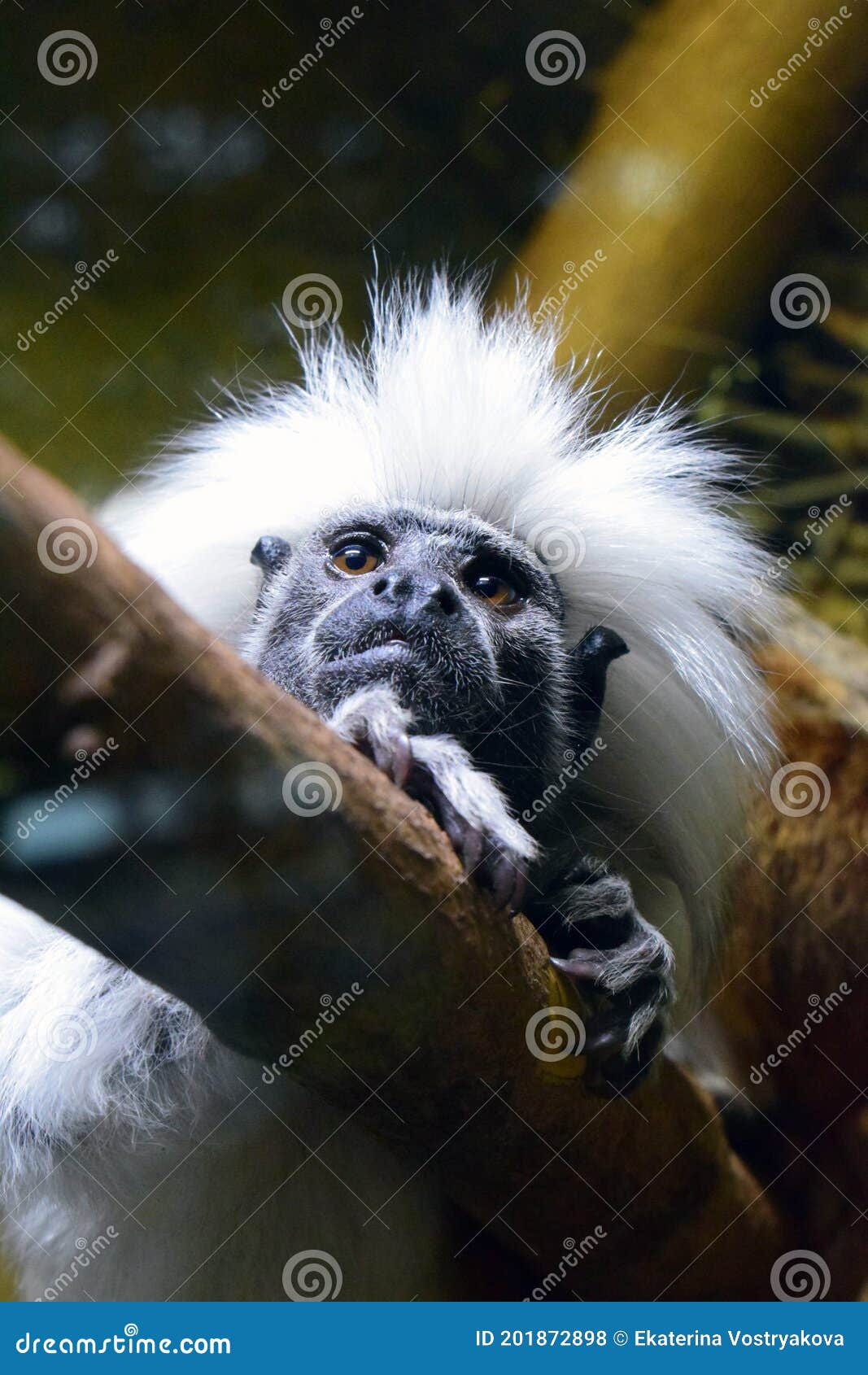 The Monkey Looks through the Window Stock Photo - Image of istock ...