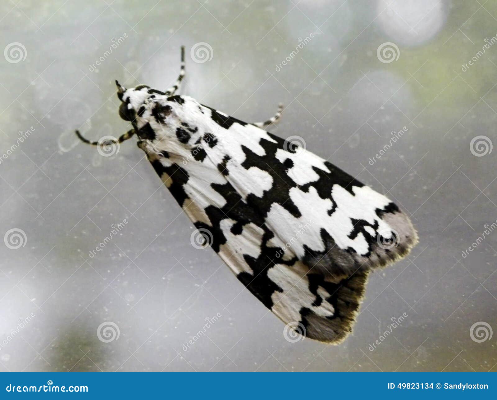 White Moth Virginian Tiger Moth Michigan Insect Wood Science ...