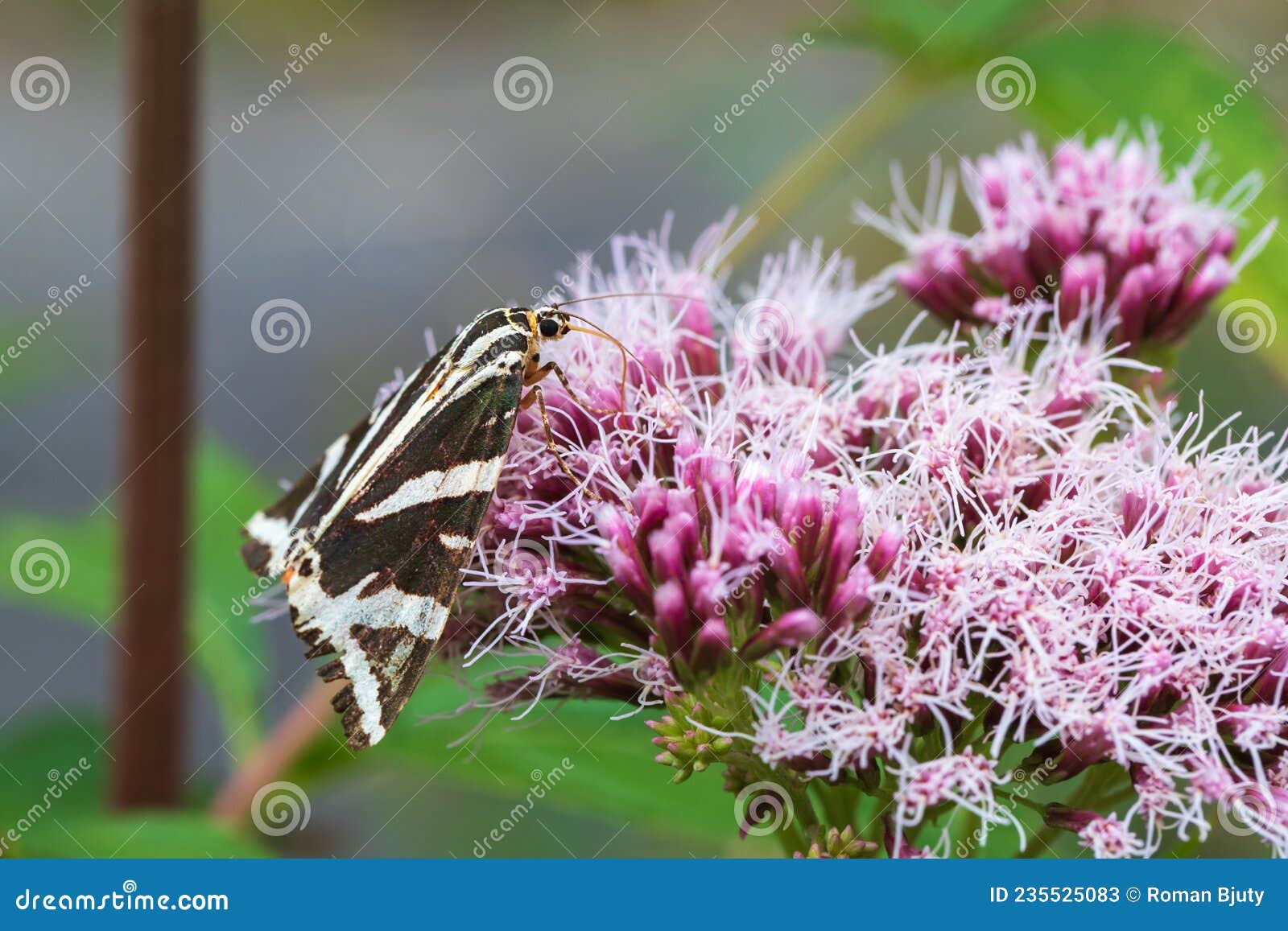 A Black and White Moth Sitting on a Flower Stock Image - Image of green ...