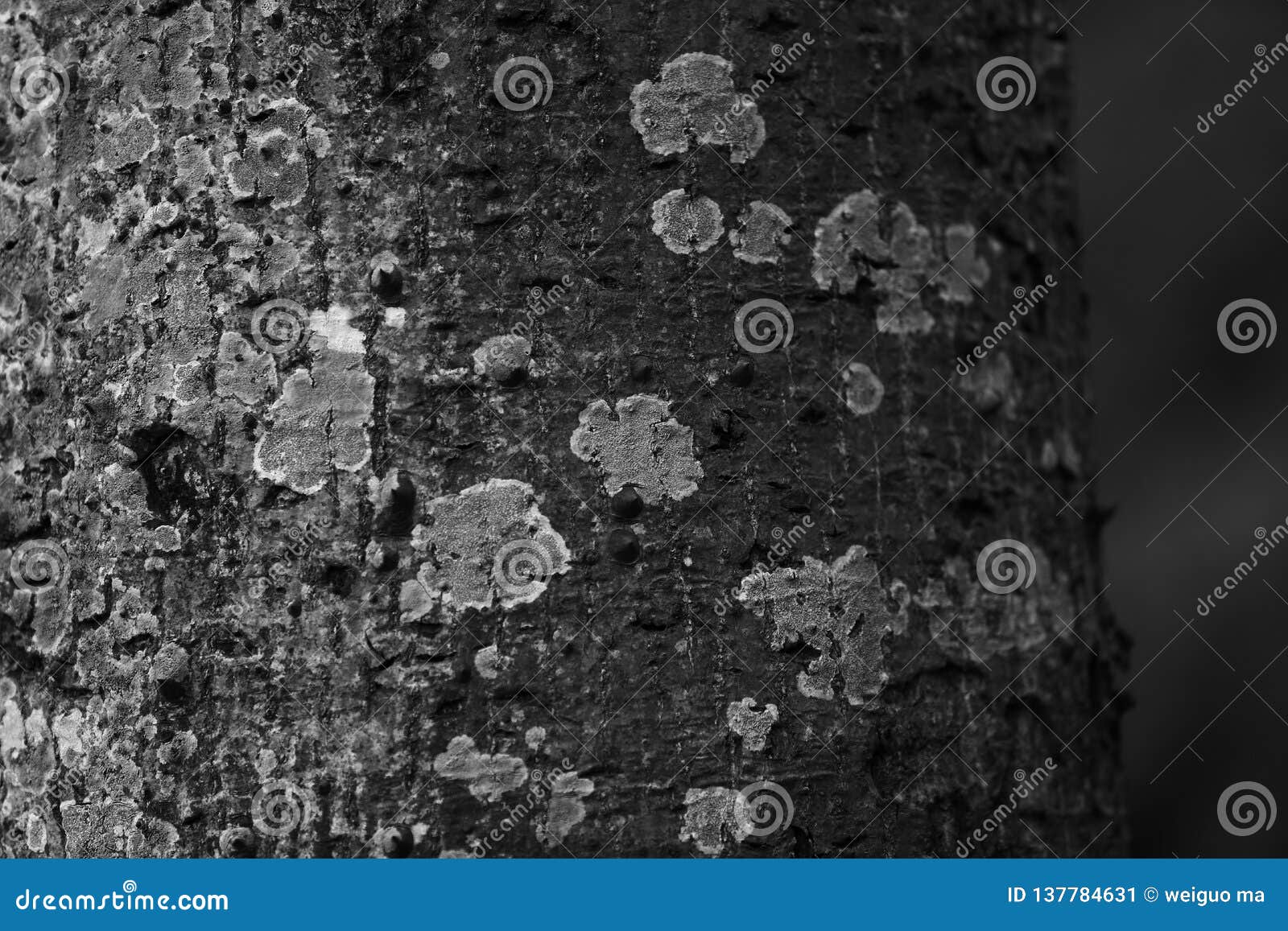 Black and White Mottled Tree Bark Stock Image - Image of tree, textures ...