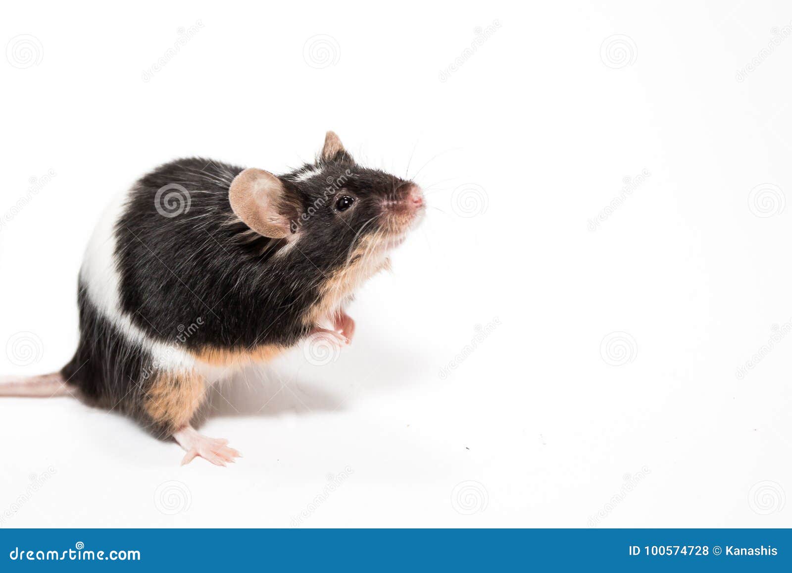 Black and white mouse stock photo. Image of experiment - 100574728