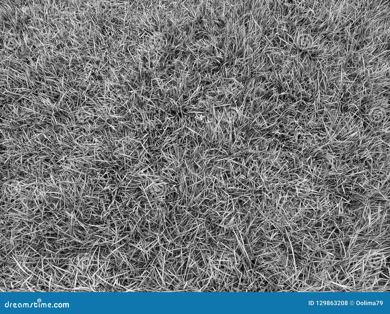 Grass stock photo. Image of natural, lawn, textures - 129863208