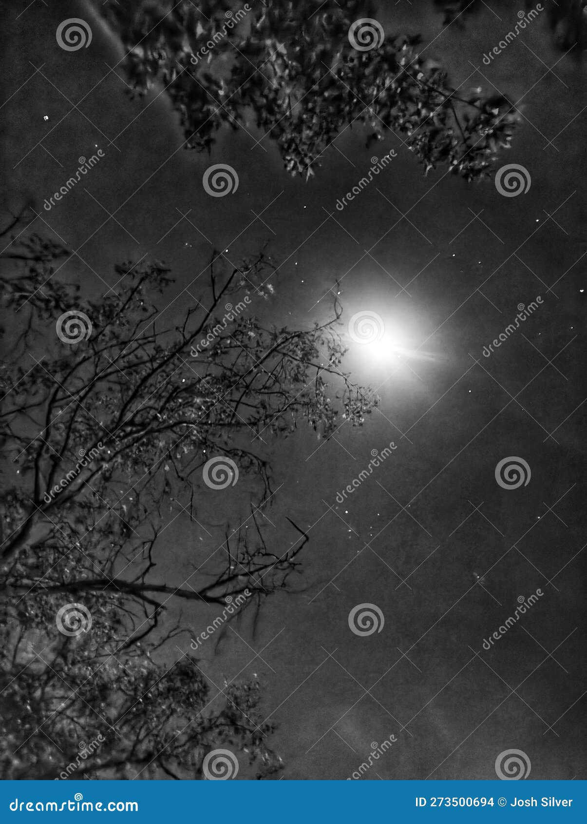 Black and white night sky stock photo. Image of tree - 273500694