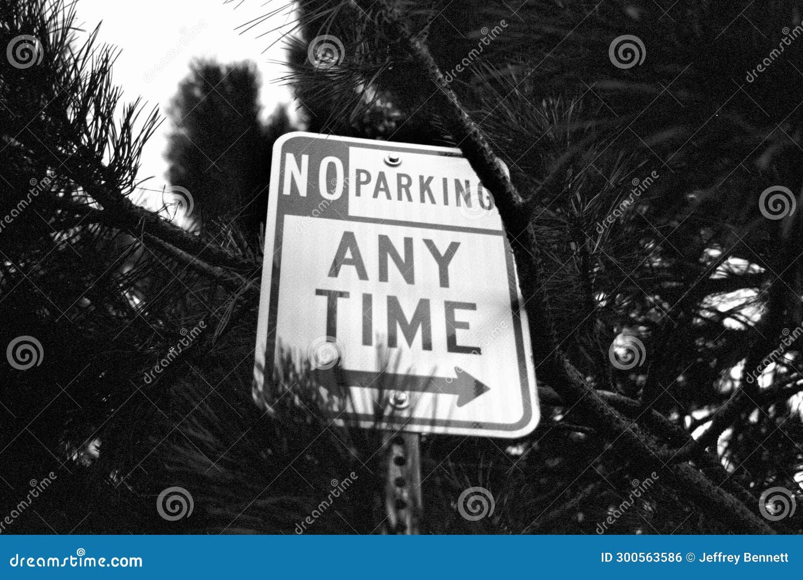 Black and White No Parking Sign Surrounded by Tree Branches Stock Photo ...