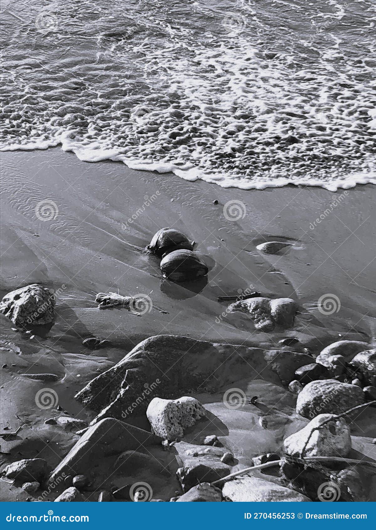 Black and White Ocean Side View. Coconuts in Sand, Rocks, (Mexico Stock ...