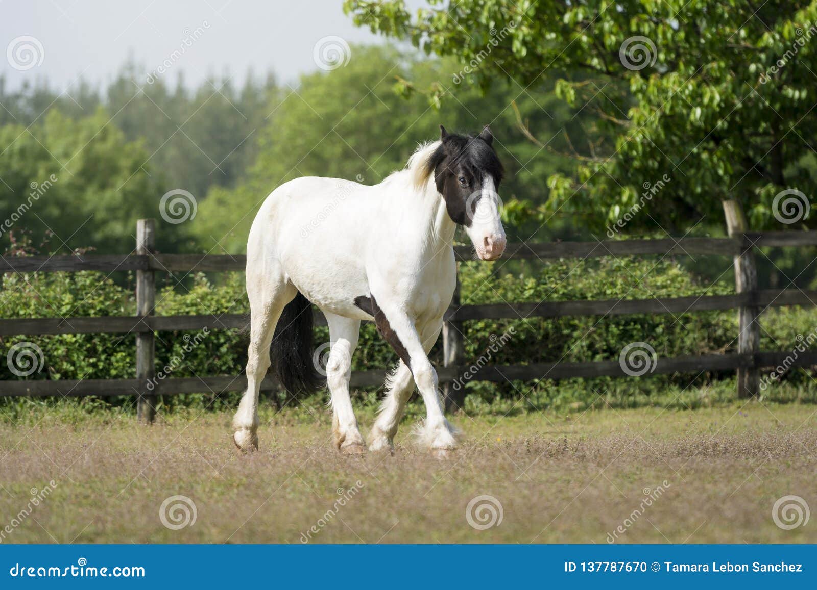 Black White Paint Horse Stock Images - Download 636 Royalty Free Photos Black White Paint Horse Stock Images - Download 636 Royalty Free Photos