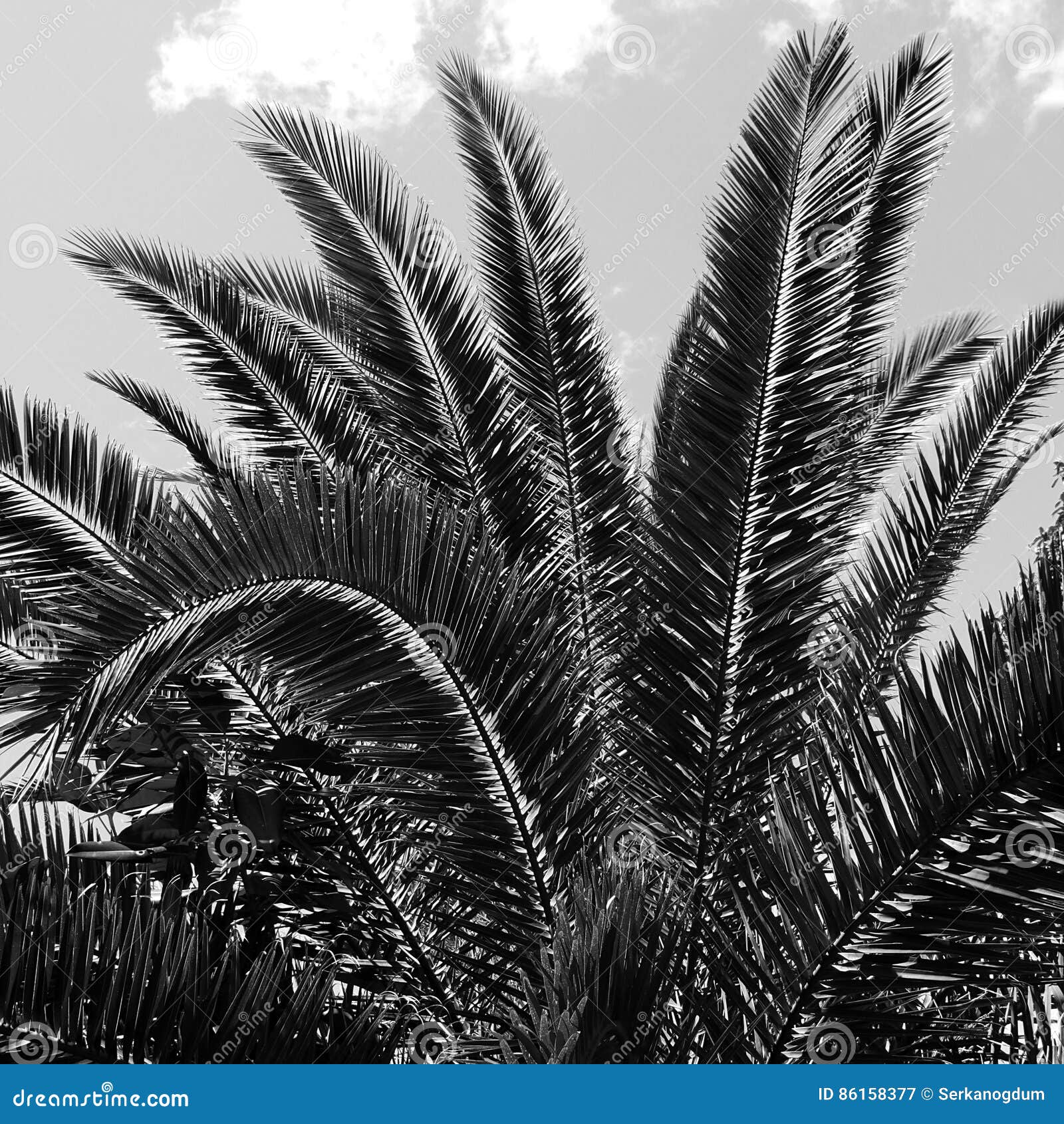 Black and white palm tree stock image. Image of tree - 86158377