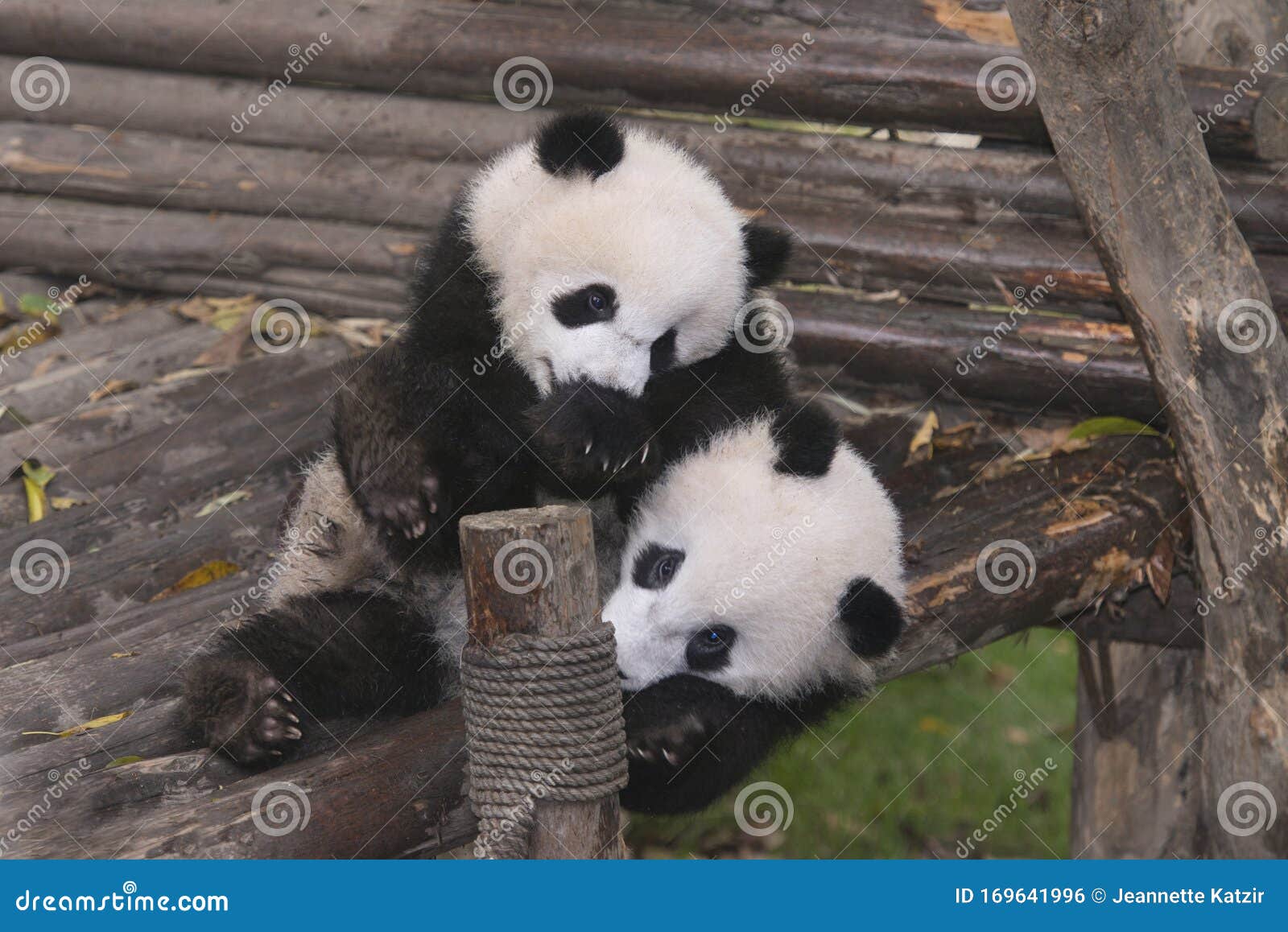 Black and White Panda Bear Cubs Stock Photo - Image of giant, animal ...