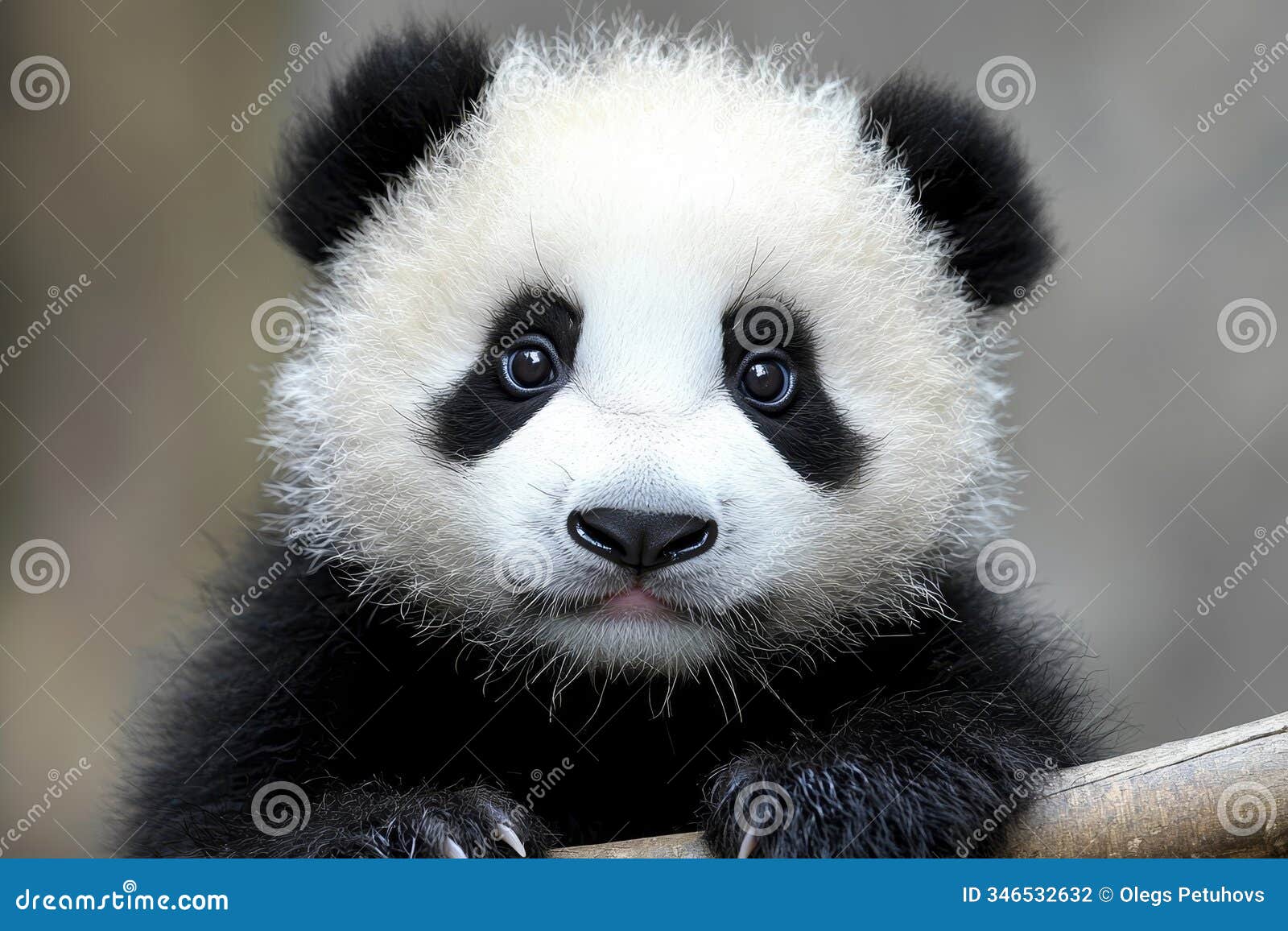 A Black-and-white Panda Sits Atop a Tree Branch, Its Paws Grasping the ...