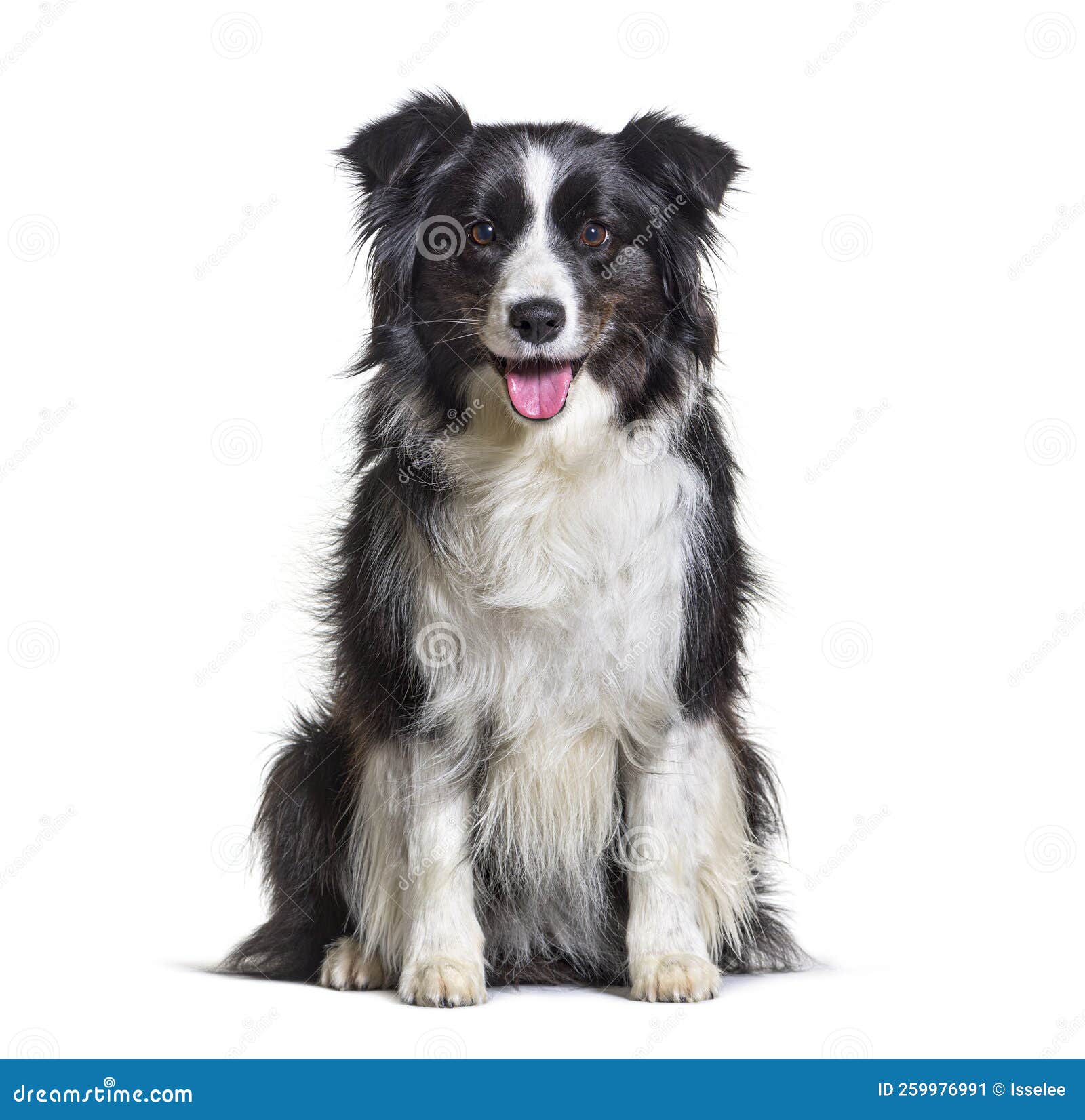 Black and White Panting Border Collie Dog Sitting, Isolated on White ...